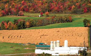 Cove Run Farms Corn Maze - Autumn Glory Festival