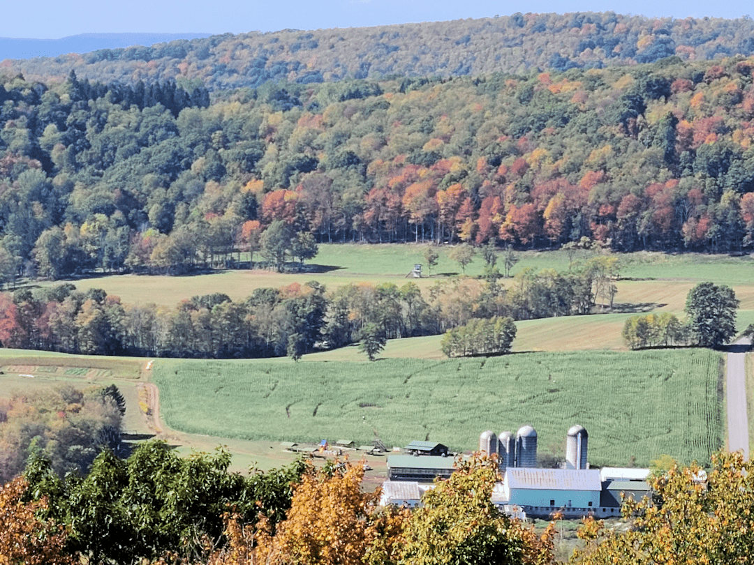 Cove Run Farms Corn Maze 2024 - Autumn Glory Festival